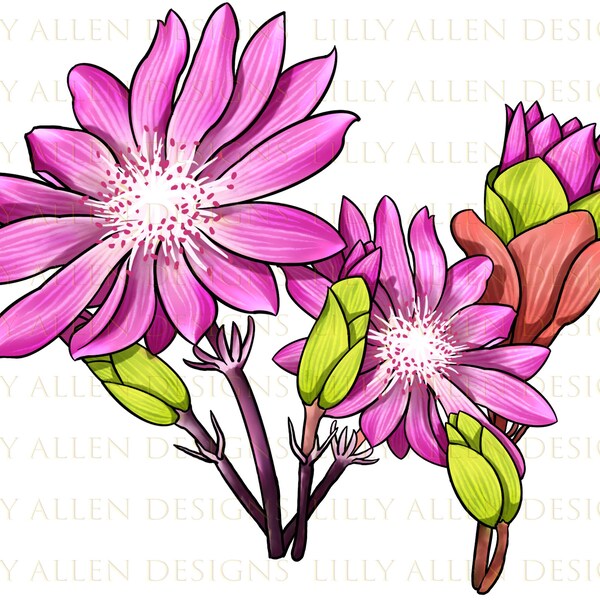 Bitterroot Flower - Etsy