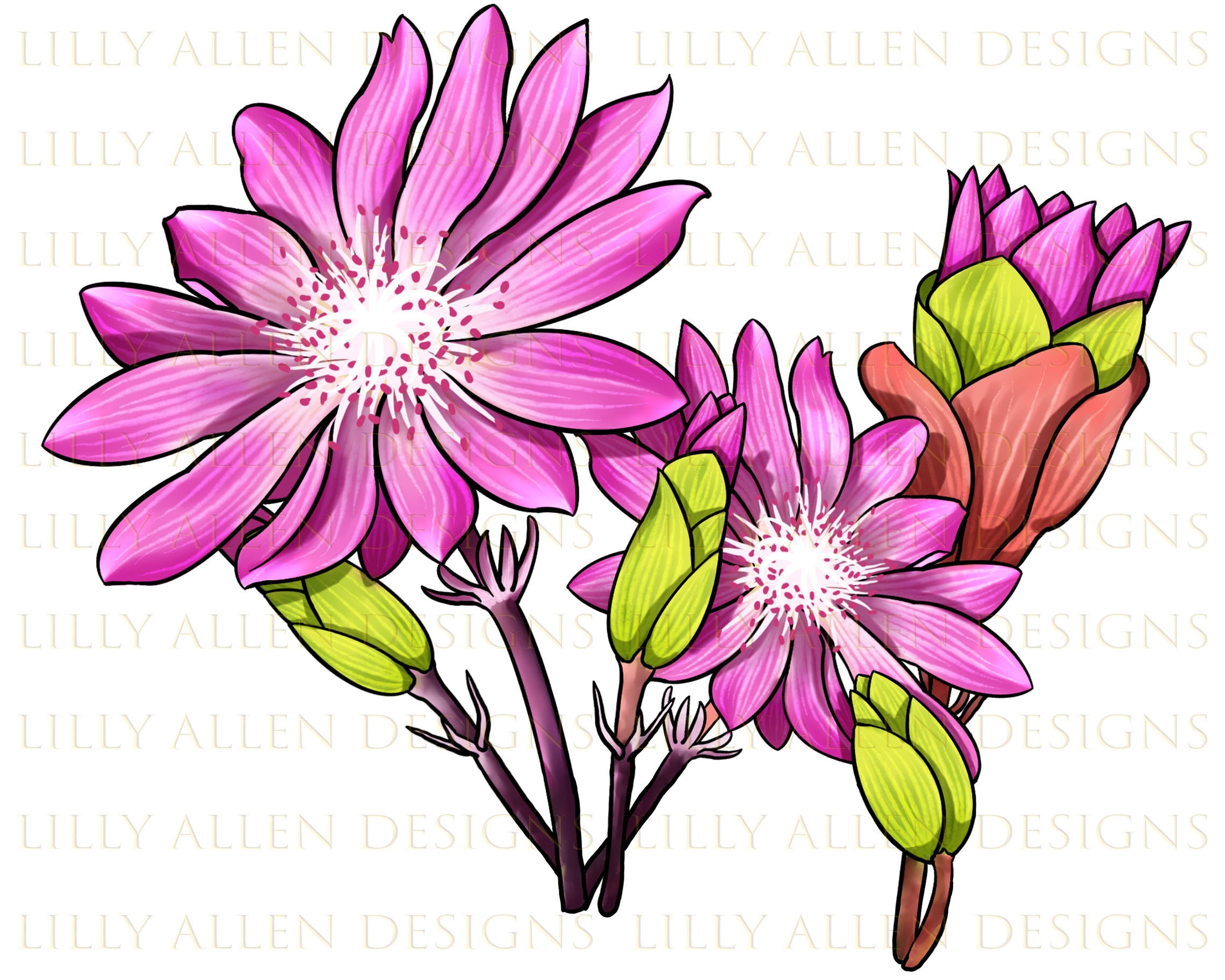 Bitterroot Flower Sketch