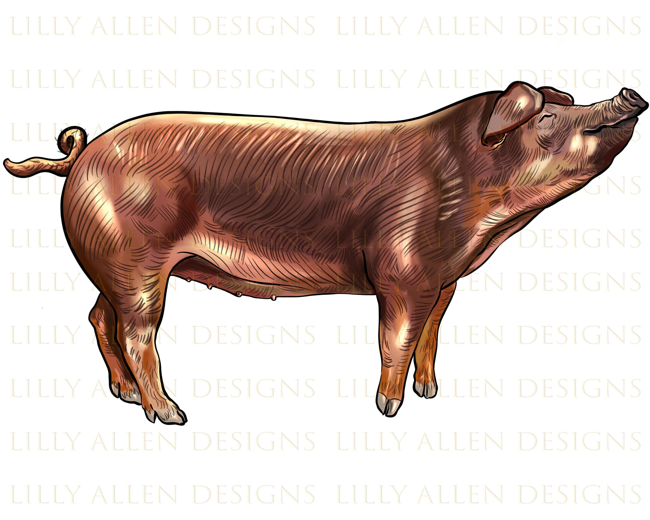 Duroc Pig