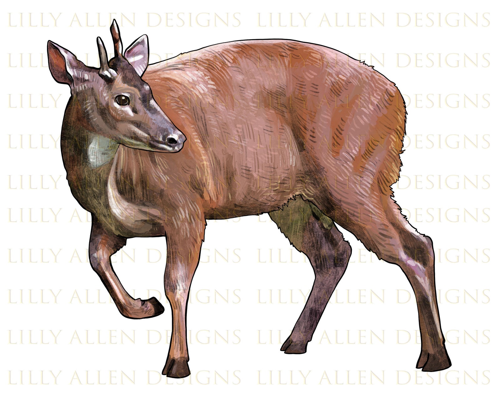 Red Brocket Buck Deer Png Sublimation Design Hand Drawn Deer | Etsy