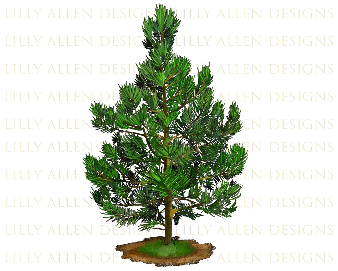 Red Pine Tree Illustrations Png Digital Download, Red Pine Tree Png ...