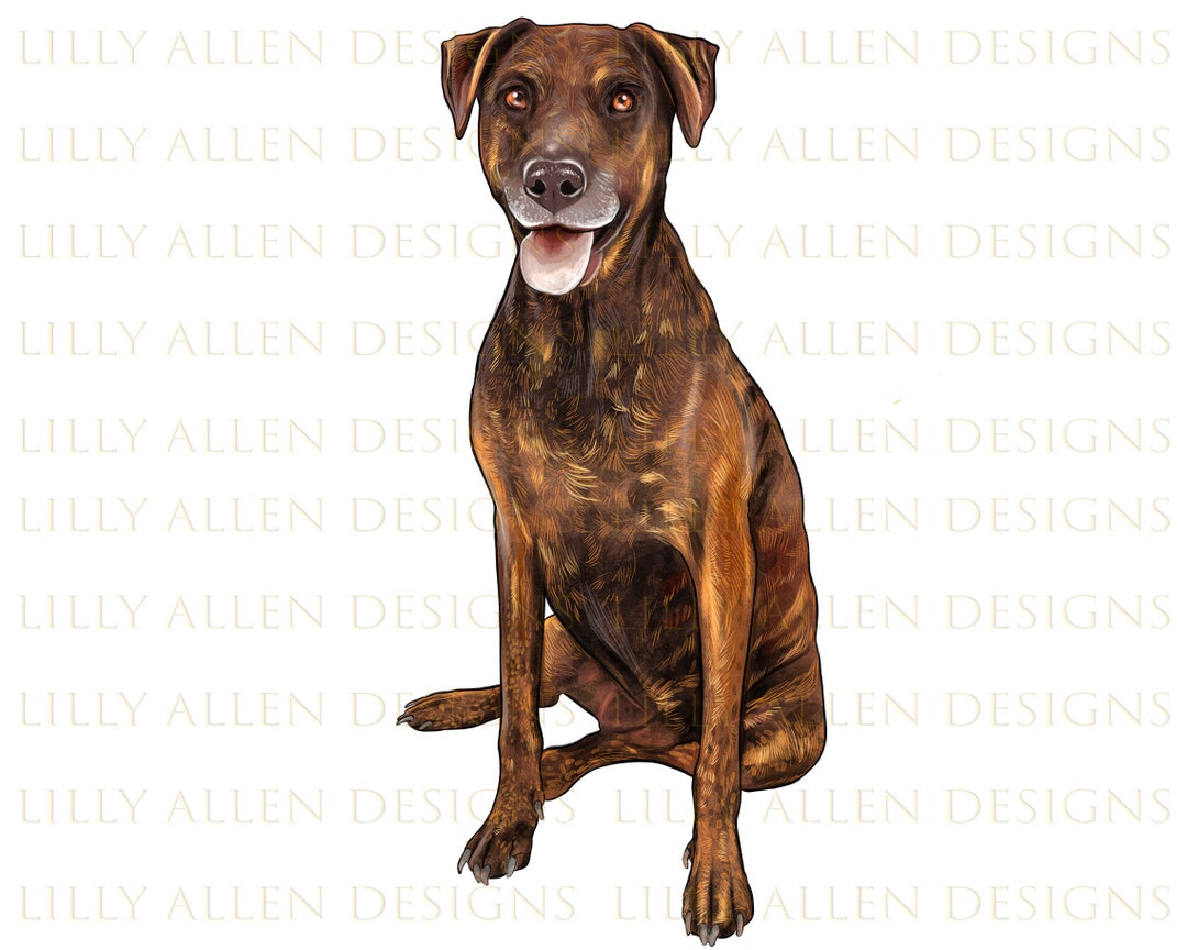 Plott Hound Dog Illustrations Png Digital Download, Dog Sublimation Png ...