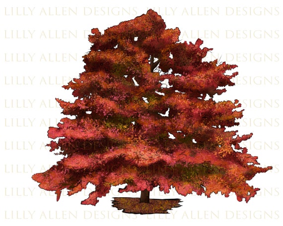 Northern Red Oak Tree Illustrations Png Digital Download Tree - Etsy