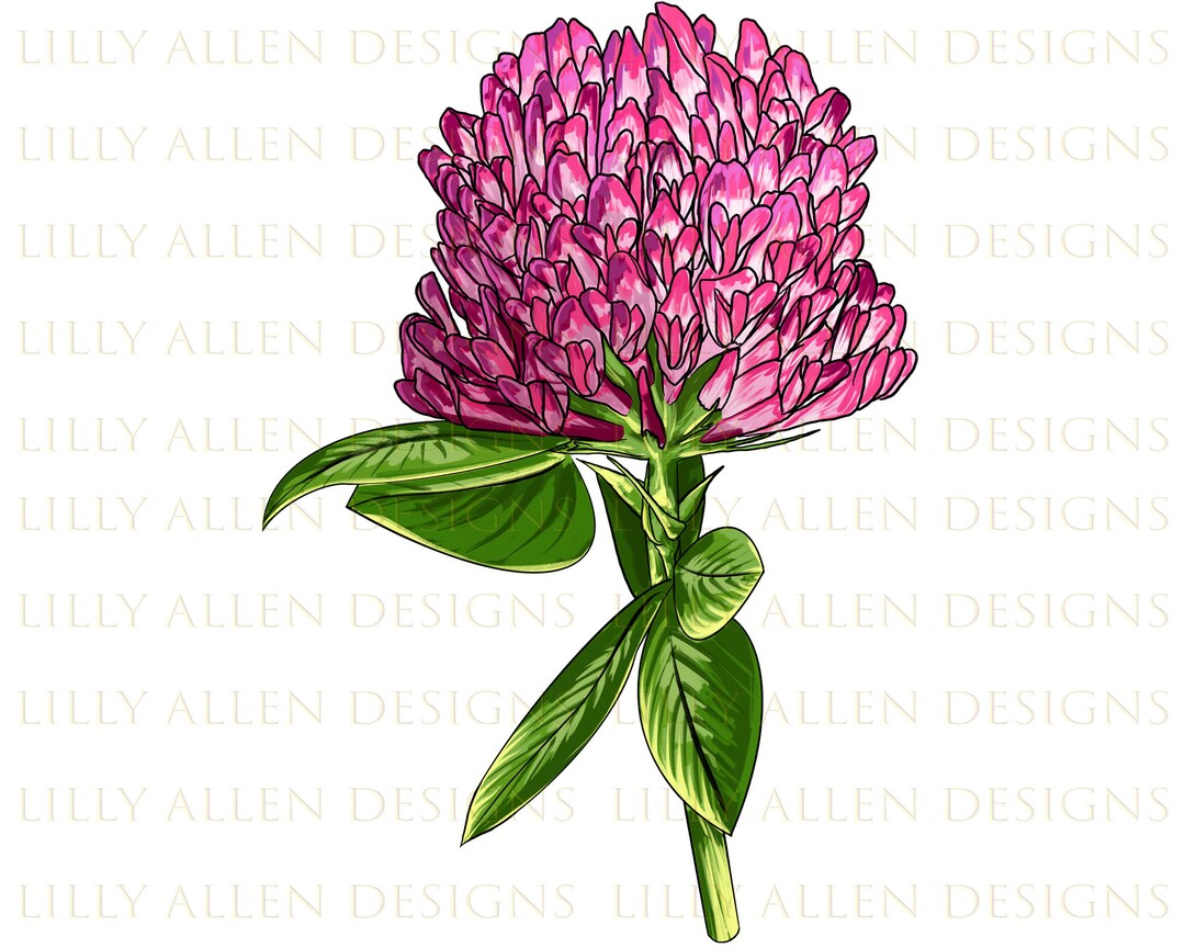 Red Clover Drawing
