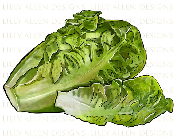 Romaine Lettuce Clipart