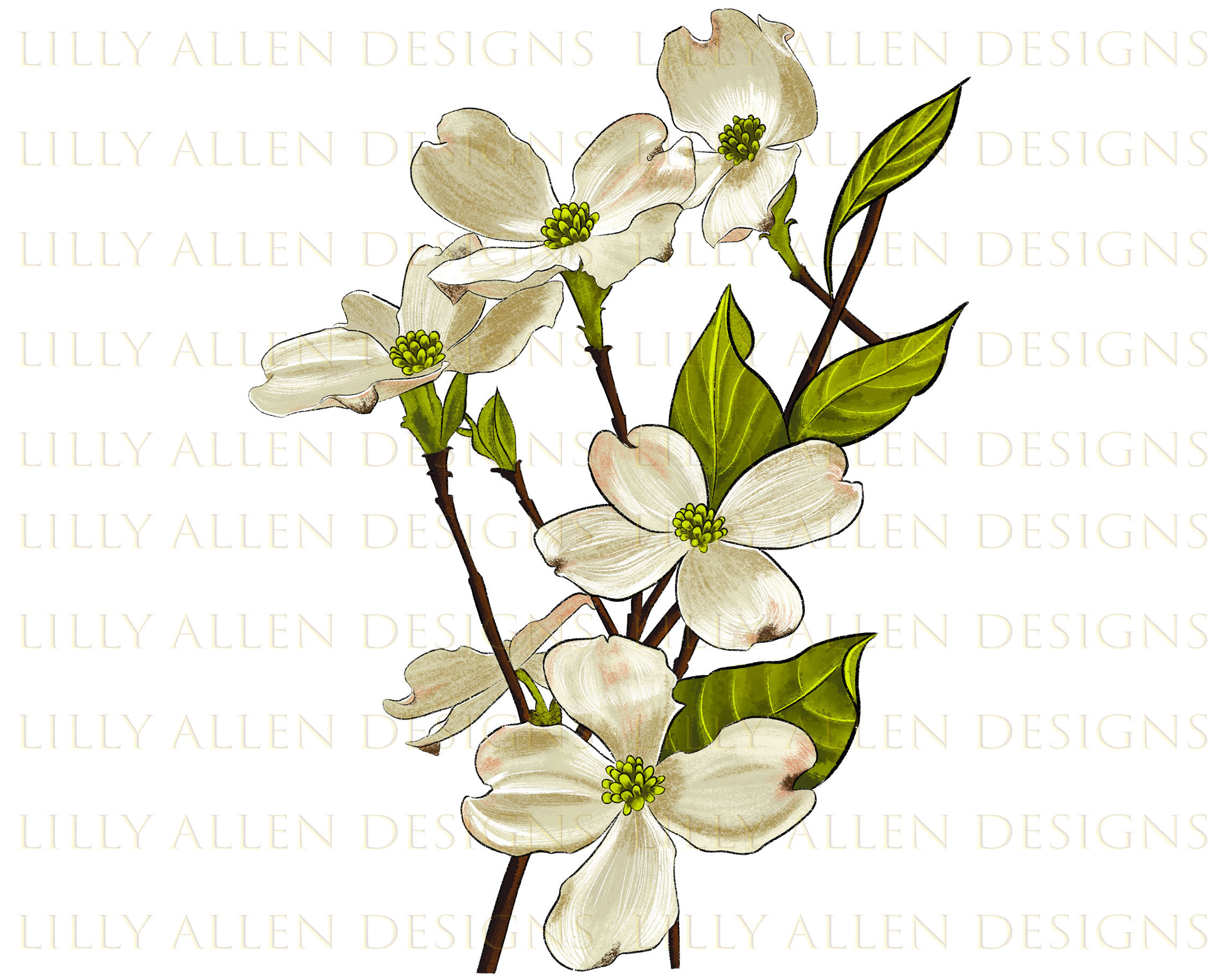 Dogwood Flower Illustration