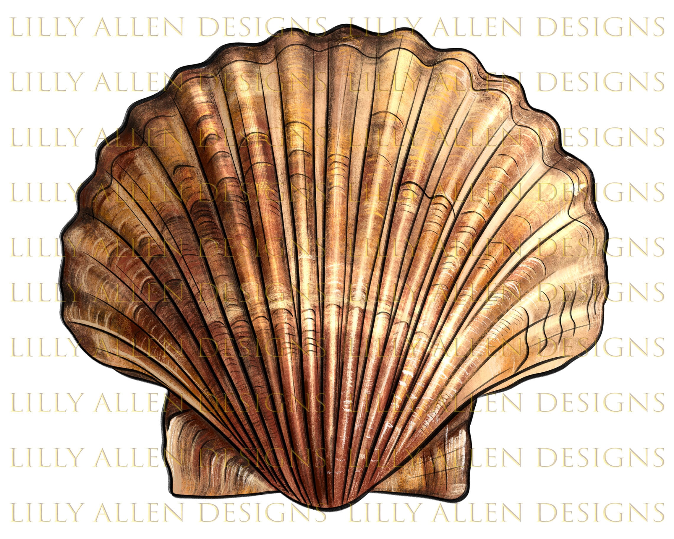 Scallop Shell Drawing