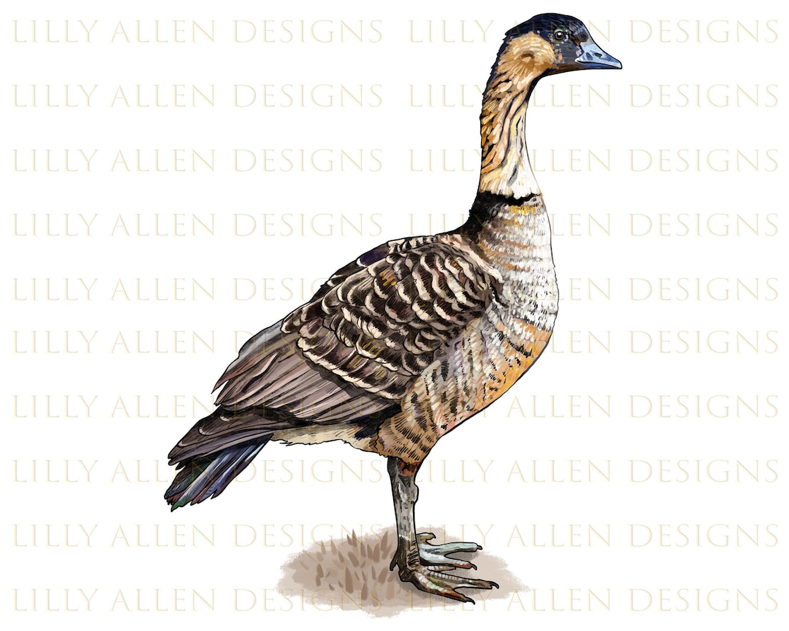 Nene Bird Illustrations Png Digital Downloadbird Sublimation - Etsy