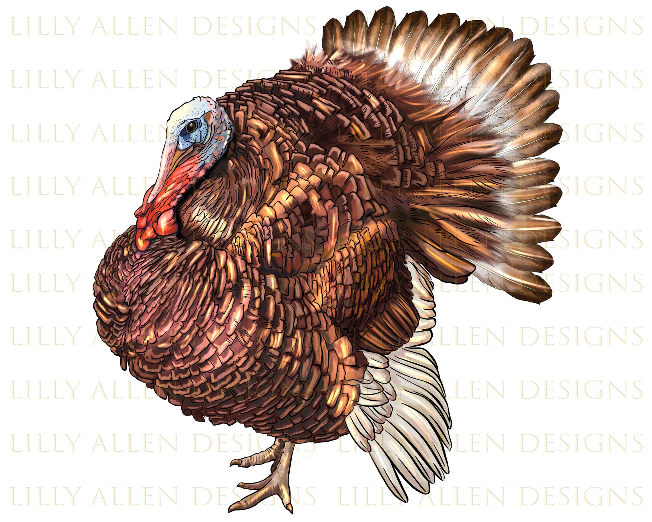 Realistic Turkey Drawings