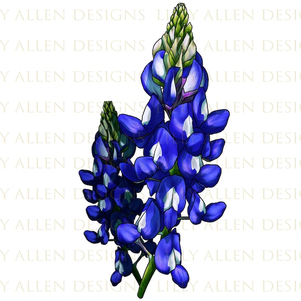 Bluebonnet Art - Etsy