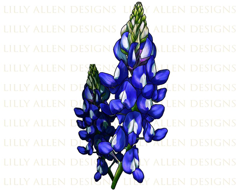 Bluebonnet Flower Illustrations Png Digital Downloadflower - Etsy
