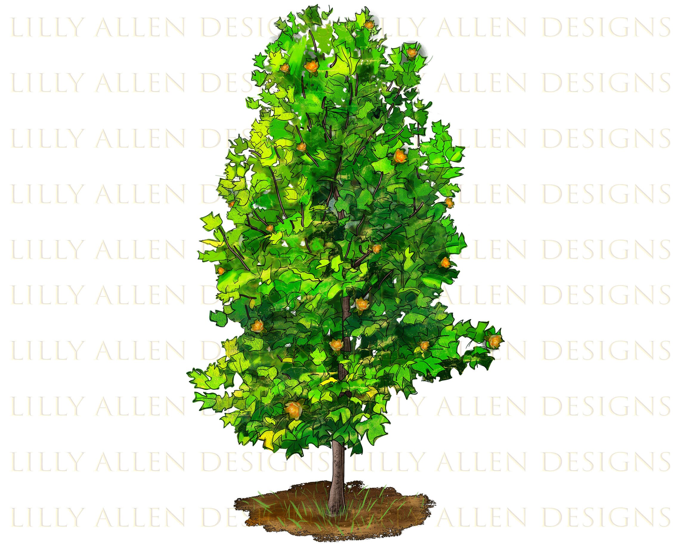 Tulip Poplar Tree Clipart