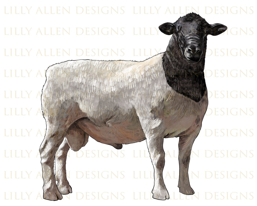 Dorper Sheep Png Hand Drawn Dorper Ram Png Sheep Png Ram - Etsy Australia