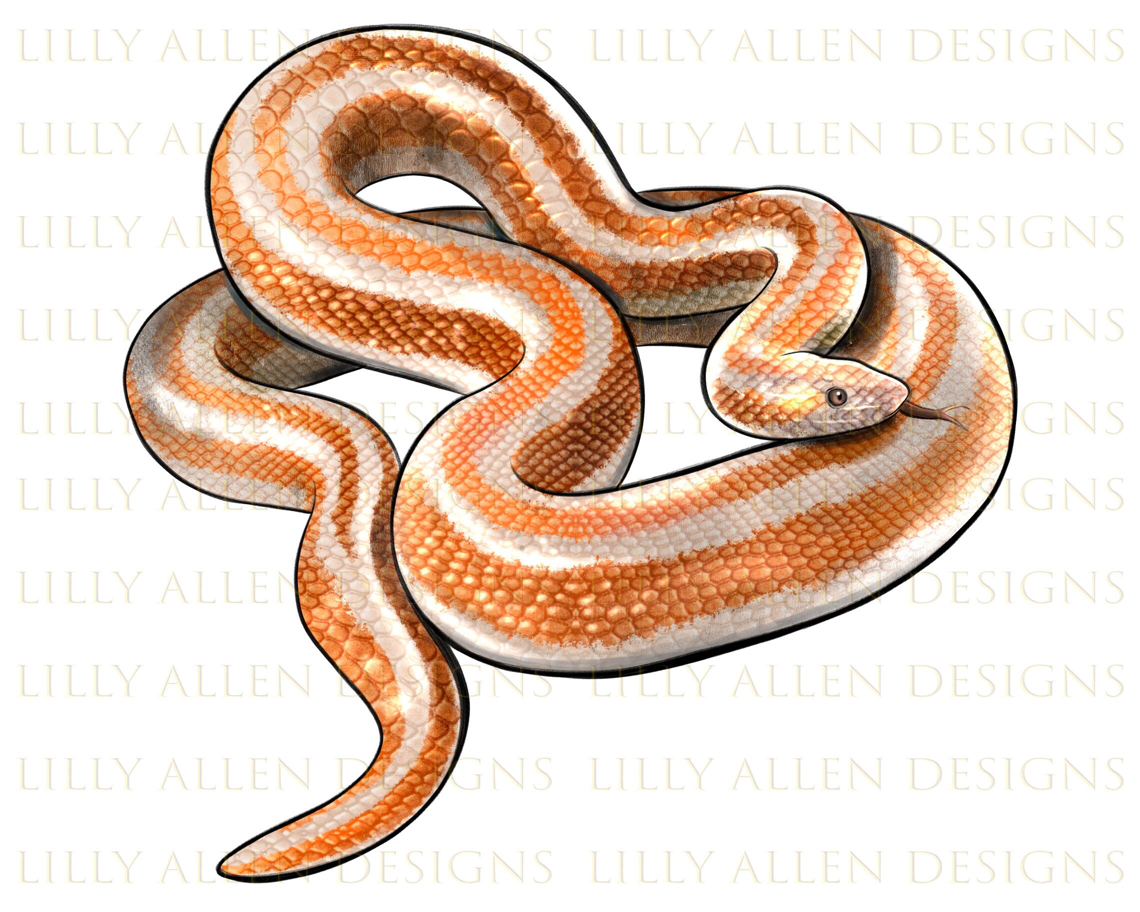Rosy Boa Snake Illustrations Png Digital Download, Snake Sublimation ...