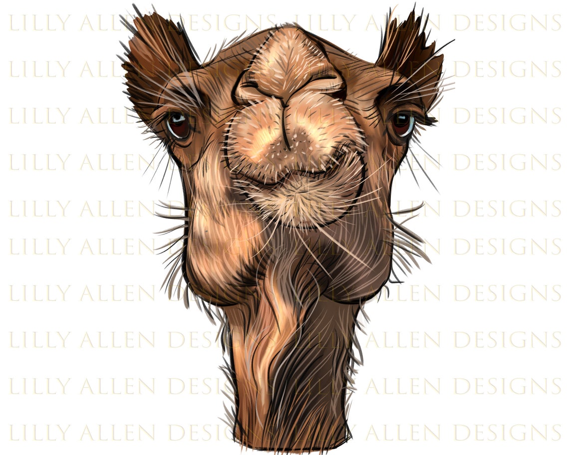 Camel Head Illustrations Png Digital Download Camel - Etsy
