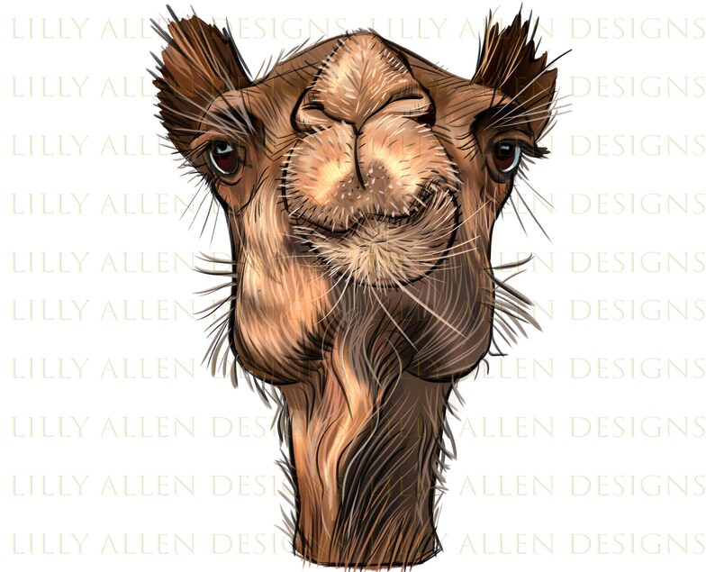 Camel Head Illustrations Png Digital Download Camel - Etsy