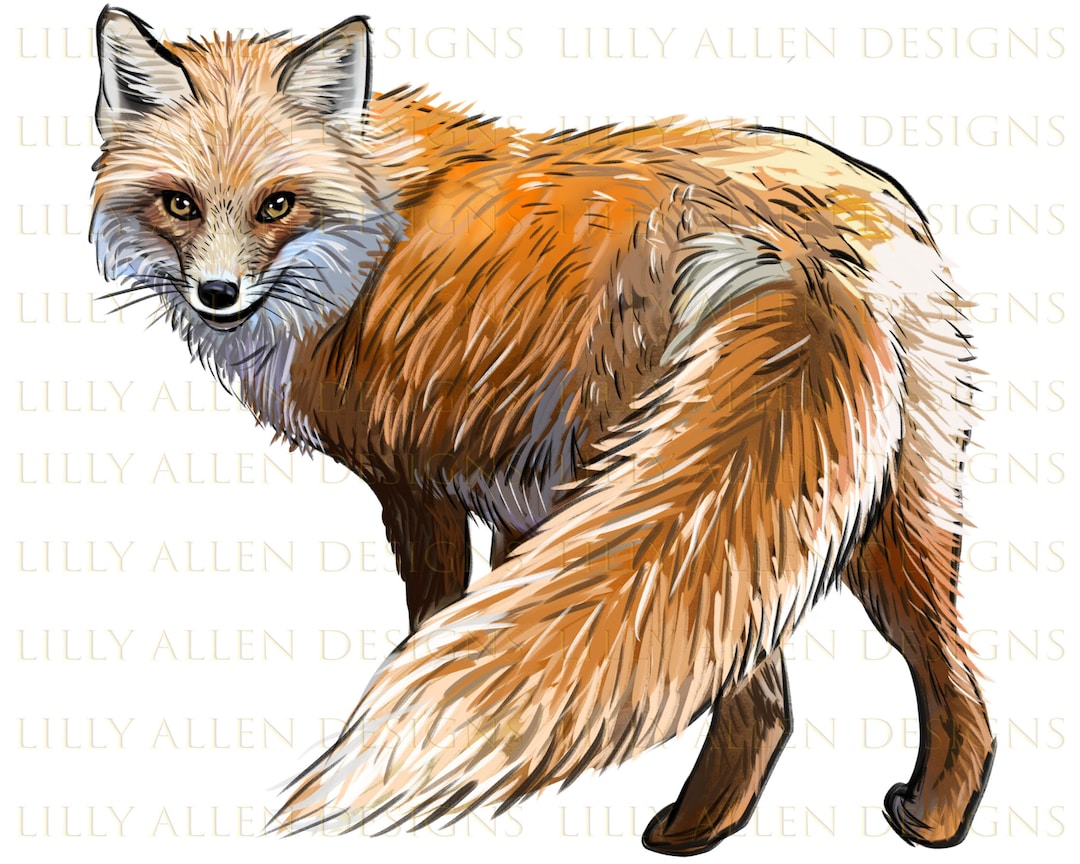 Red Fox Illustrations Png Digital Download, Fox Sublimation Png,fox ...