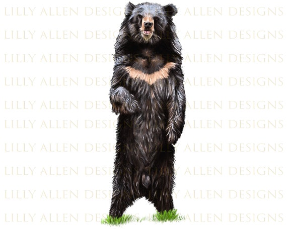 Asiatic Black Bear Png Sublimation Design Black Bear Png - Etsy