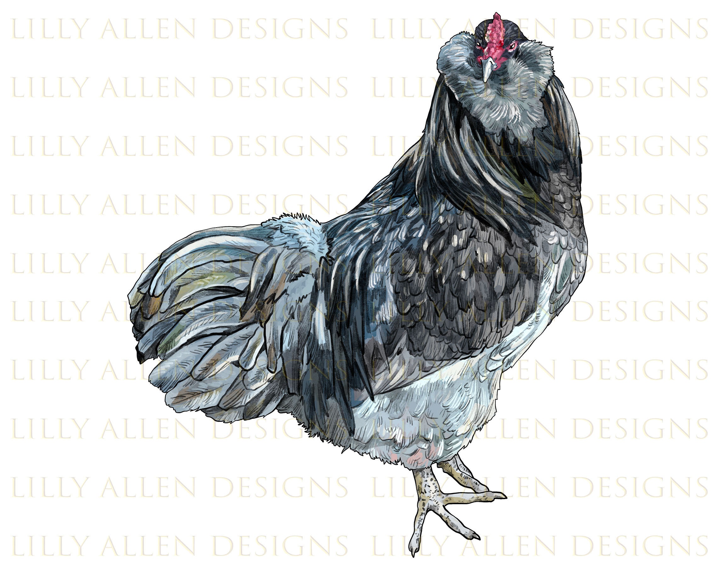 Ameraucana Hahn Png, Hahn Png, Hahn Sublimation Design, Huhn Png, Hahn ...