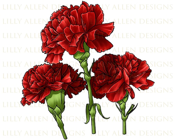 Red Carnation Clip Art