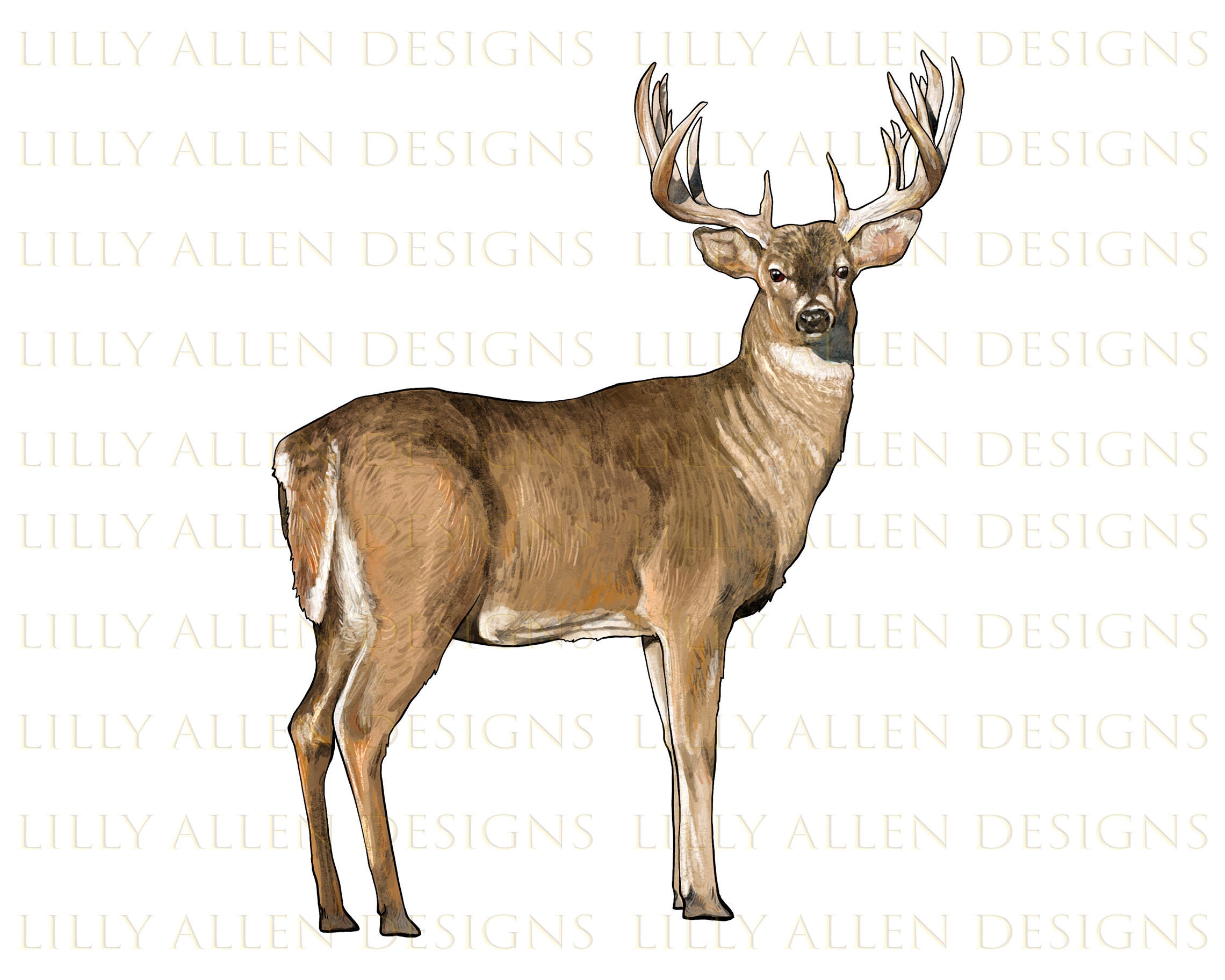 Whitetail Deer Designs