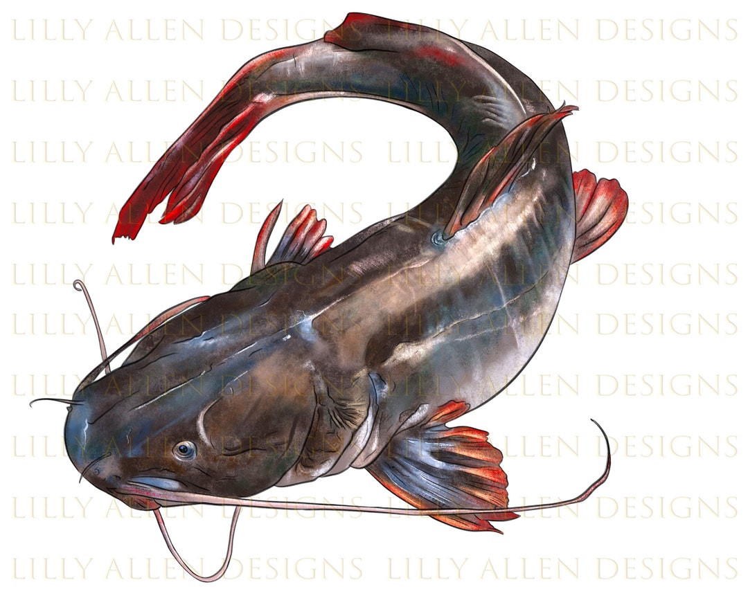 Catfish Illustrations Png Digital Download,fish Sublimation Png ...