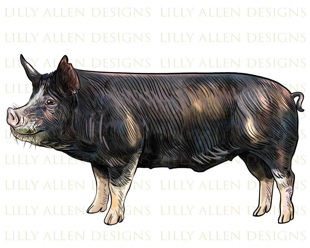 Berkshire Boar Animal Farm