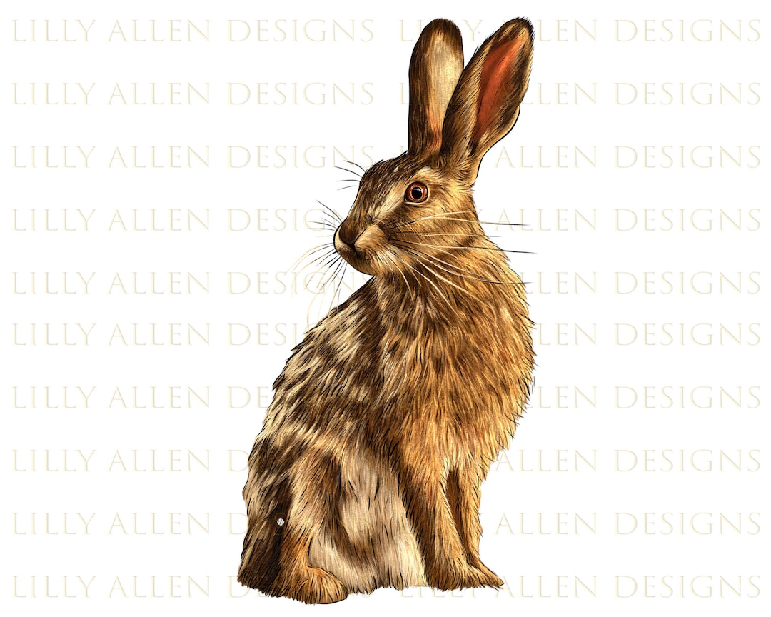Hares Illustrations Png Digital Download,rabbit Sublimation Png ...