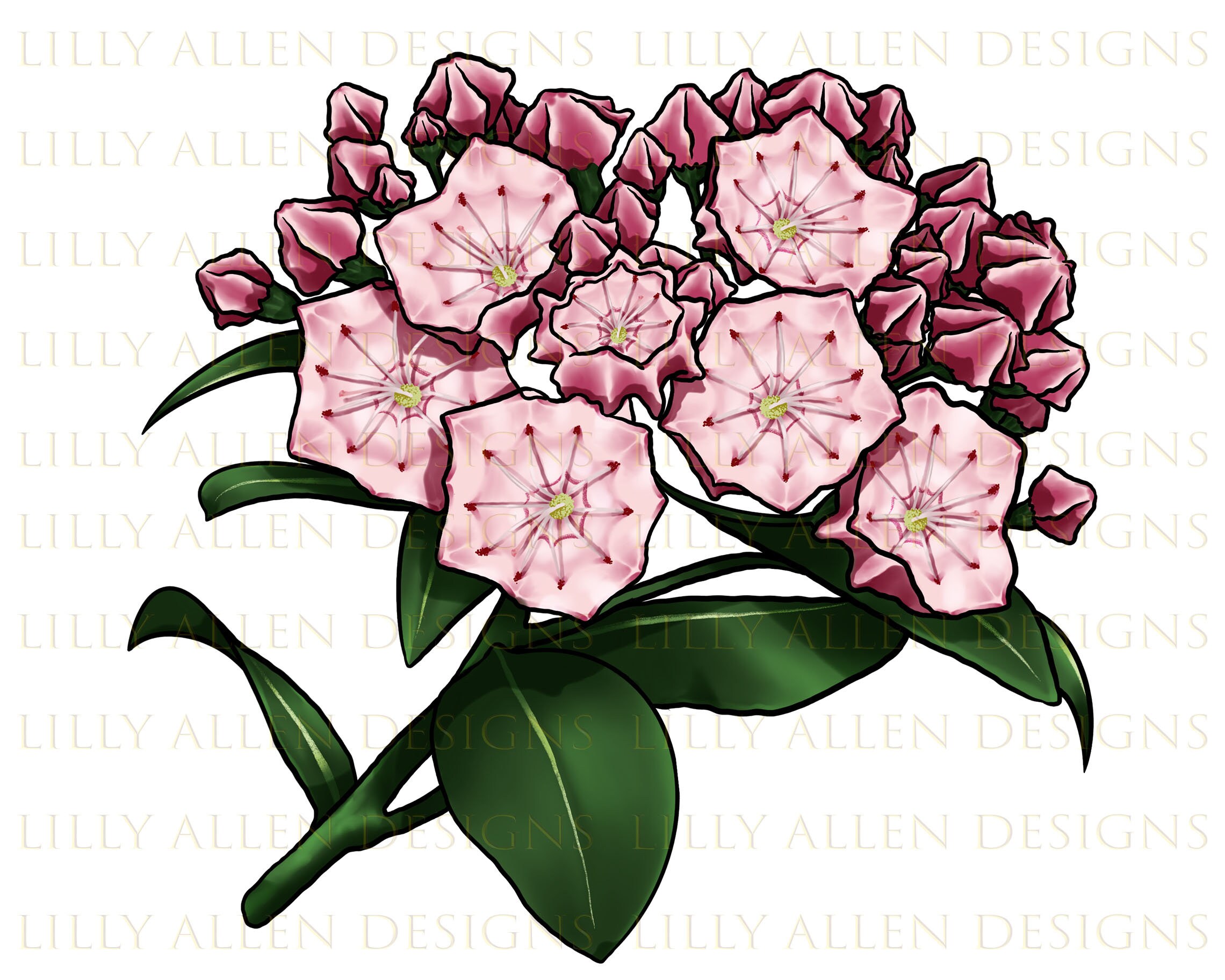 Kalmia Latifolia Drawing