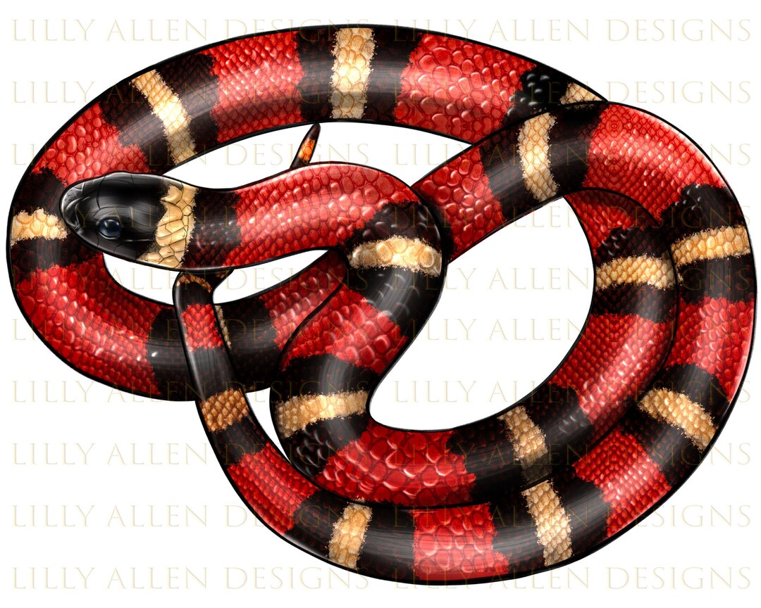 Milk Snake Illustrations Png Digital Download, Snake Sublimation Png ...