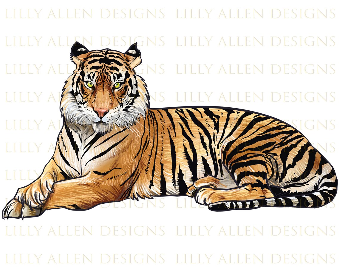 Tiger Illustrations Png Digital Download Tiger Sublimation - Etsy