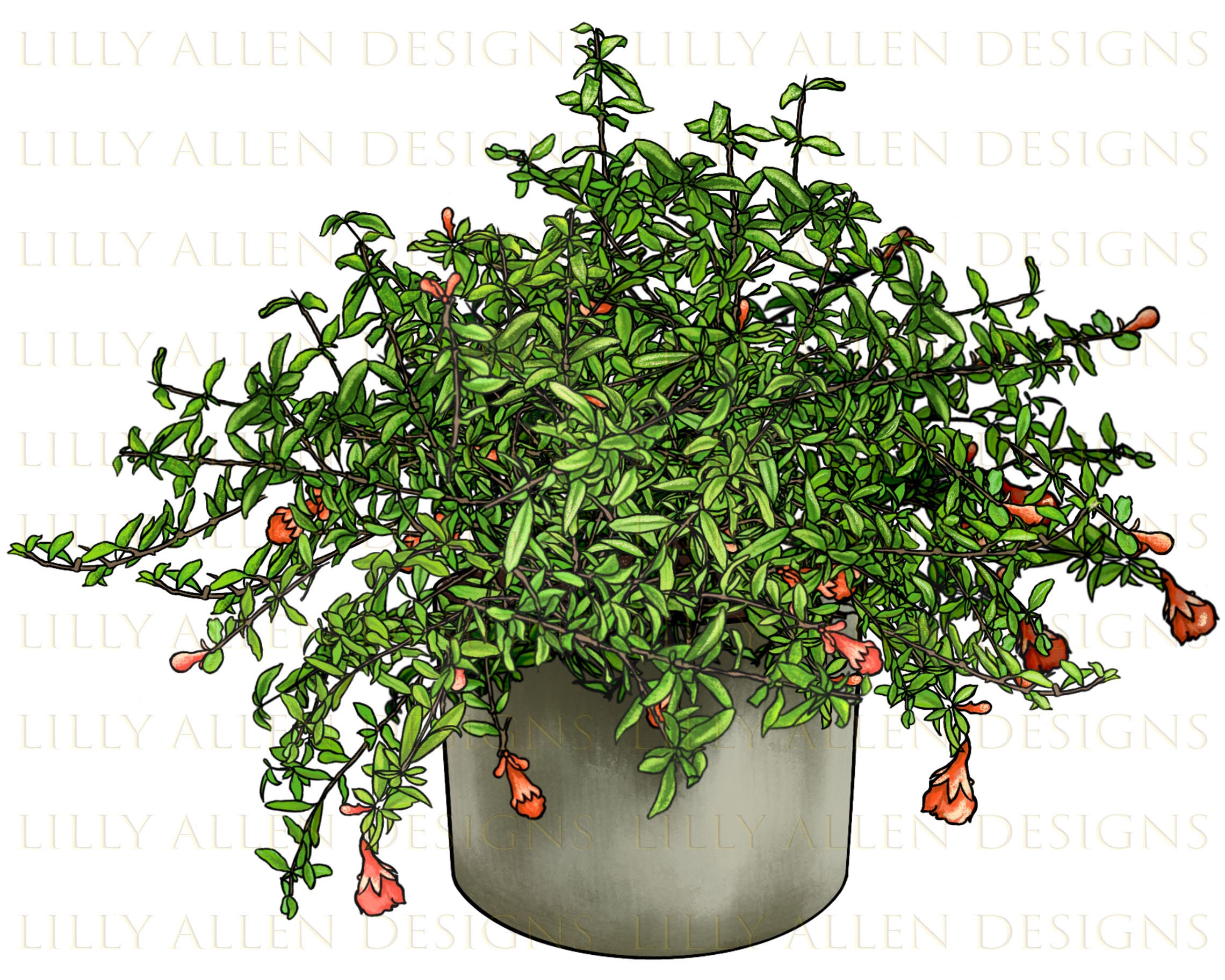 Pomegranate Tree Png