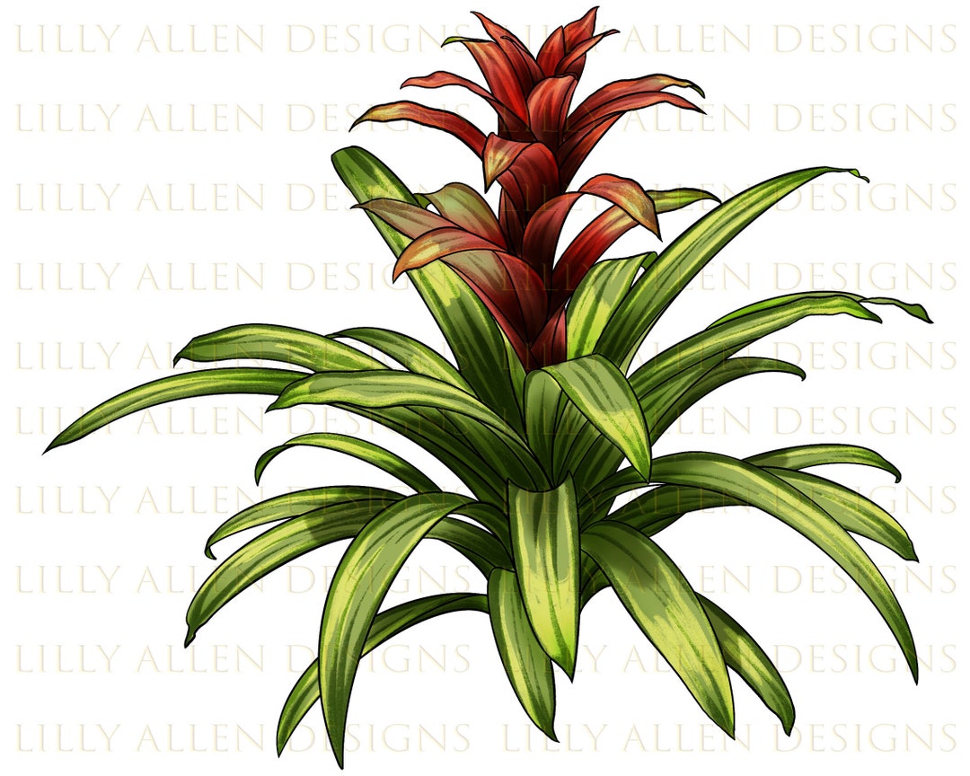 Bromeliads Png, Floral Png Sublimation Design, Hand Drawn Bromeliads ...
