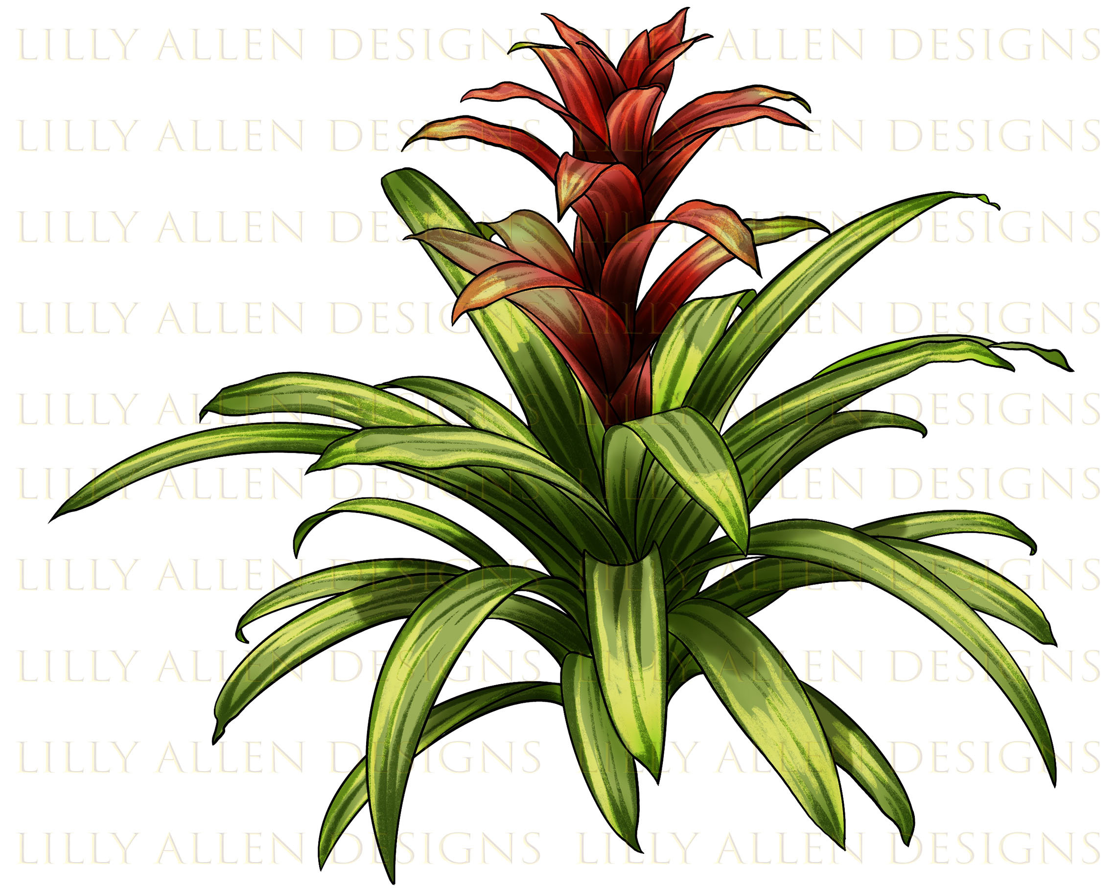 Bromeliad Plant Drawing