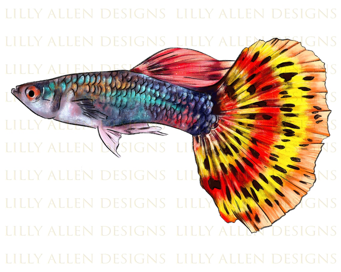 Guppy Fish Png Fish Png Sublimation Fish Png Hand Drawn - Etsy Canada