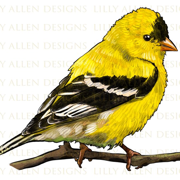 Eastern Goldfinch - Etsy