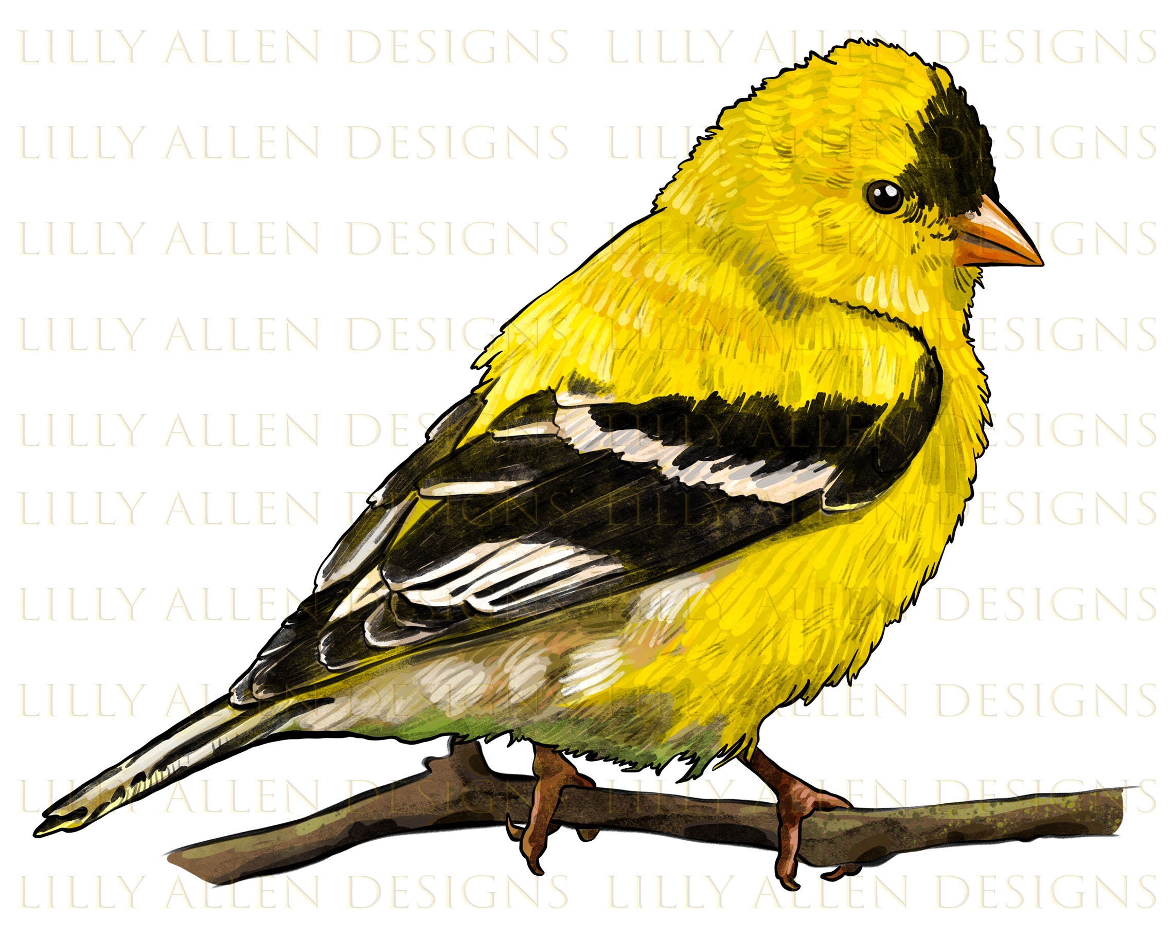 Eastern Goldfinch Png Digital Download, Bird Sublimation Png, Printable ...