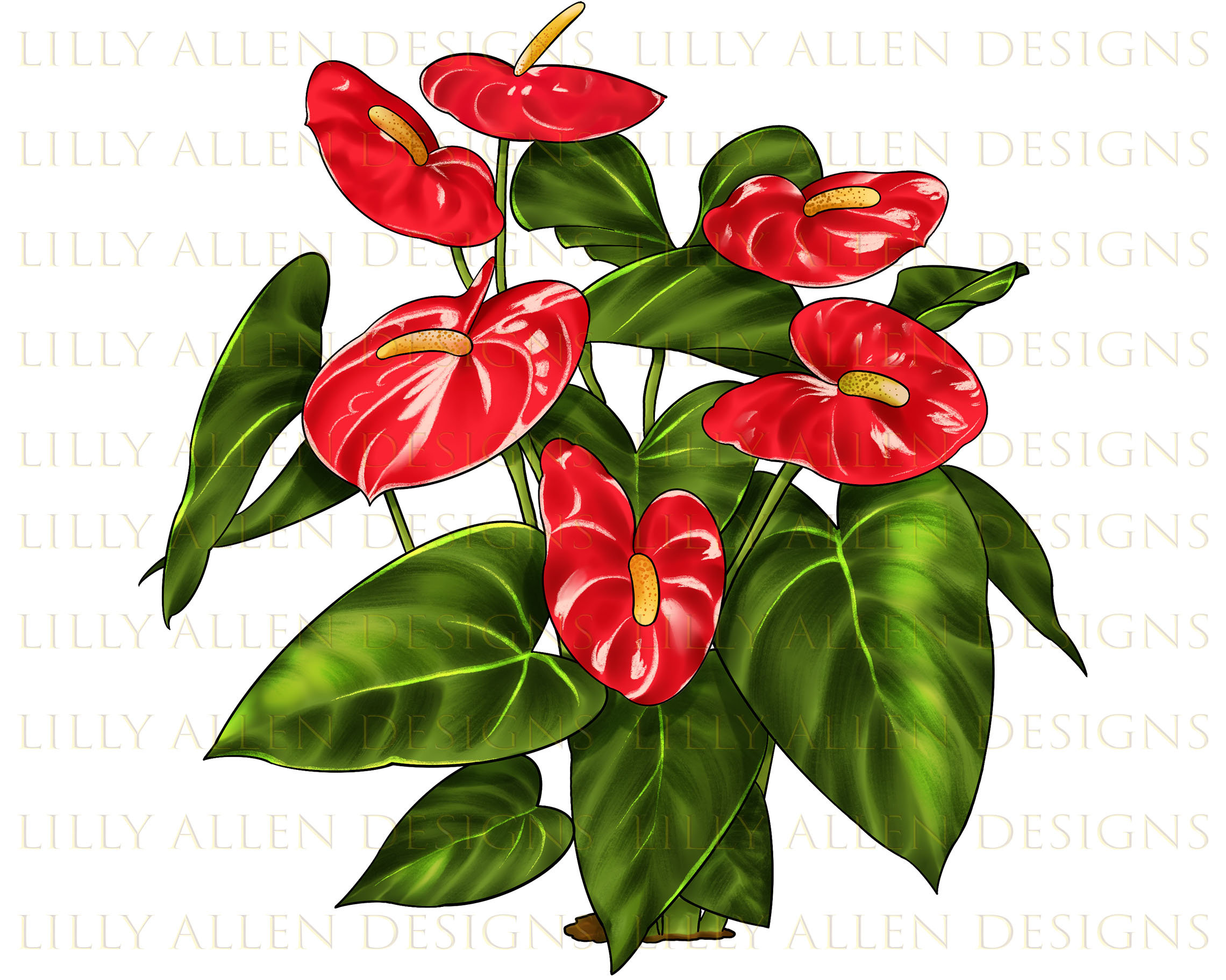Anthurium Flower Drawing