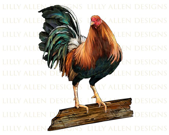 American Game Rooster Standing Png Rooster Png Rooster - Etsy