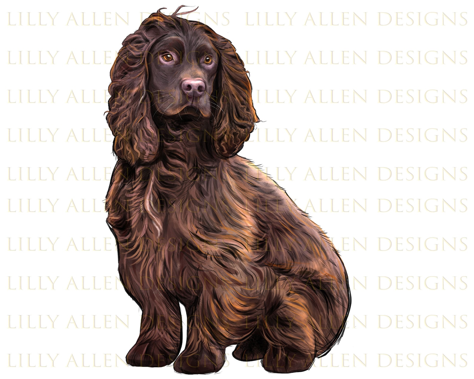 Boykin Spaniel Dog Illustrations Png Digital Download Dog - Etsy