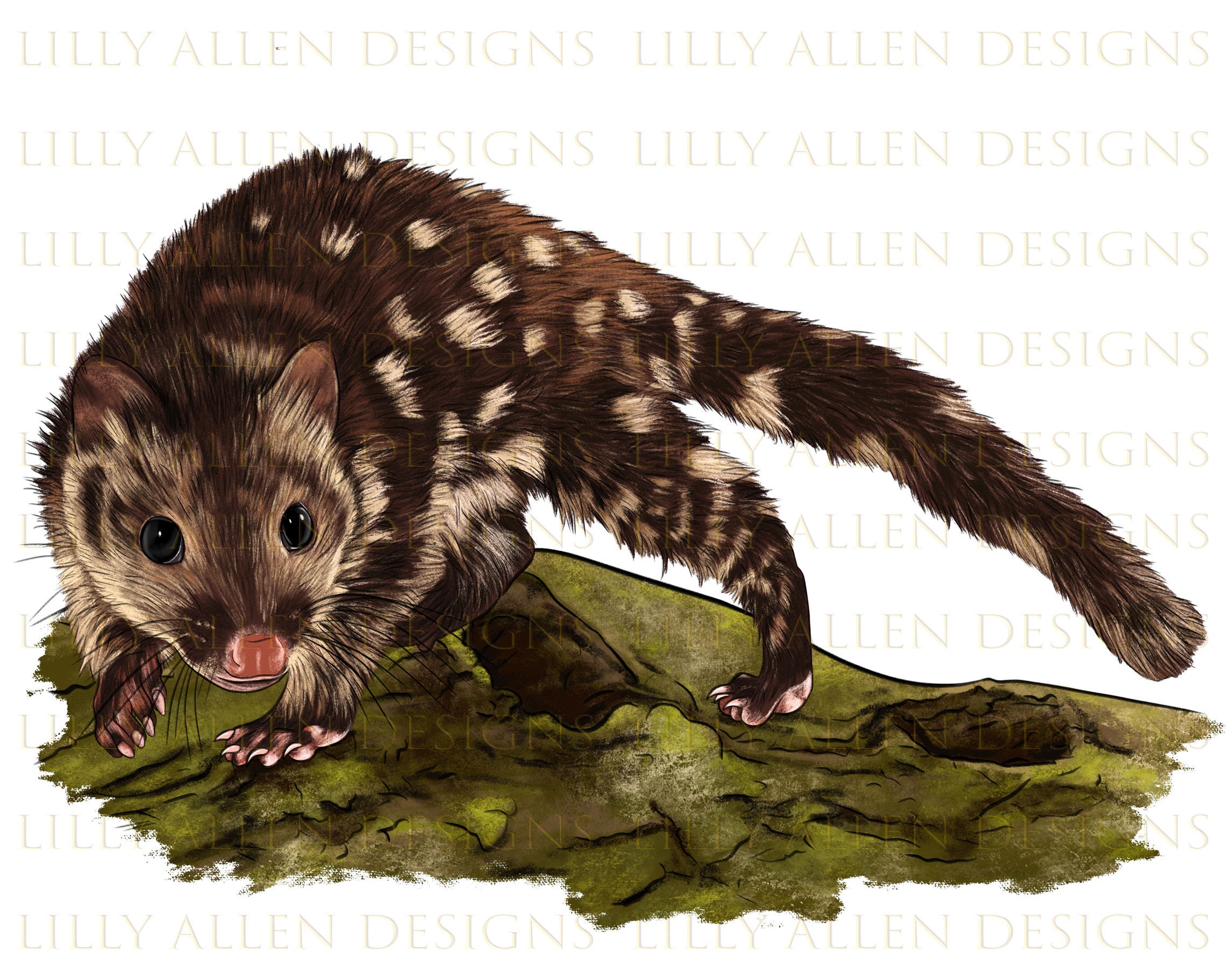 Quoll Illustrations Png Digital Download Quoll Illustration - Etsy ...