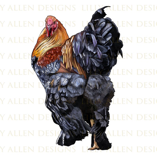 Brahma Rooster Png - Etsy
