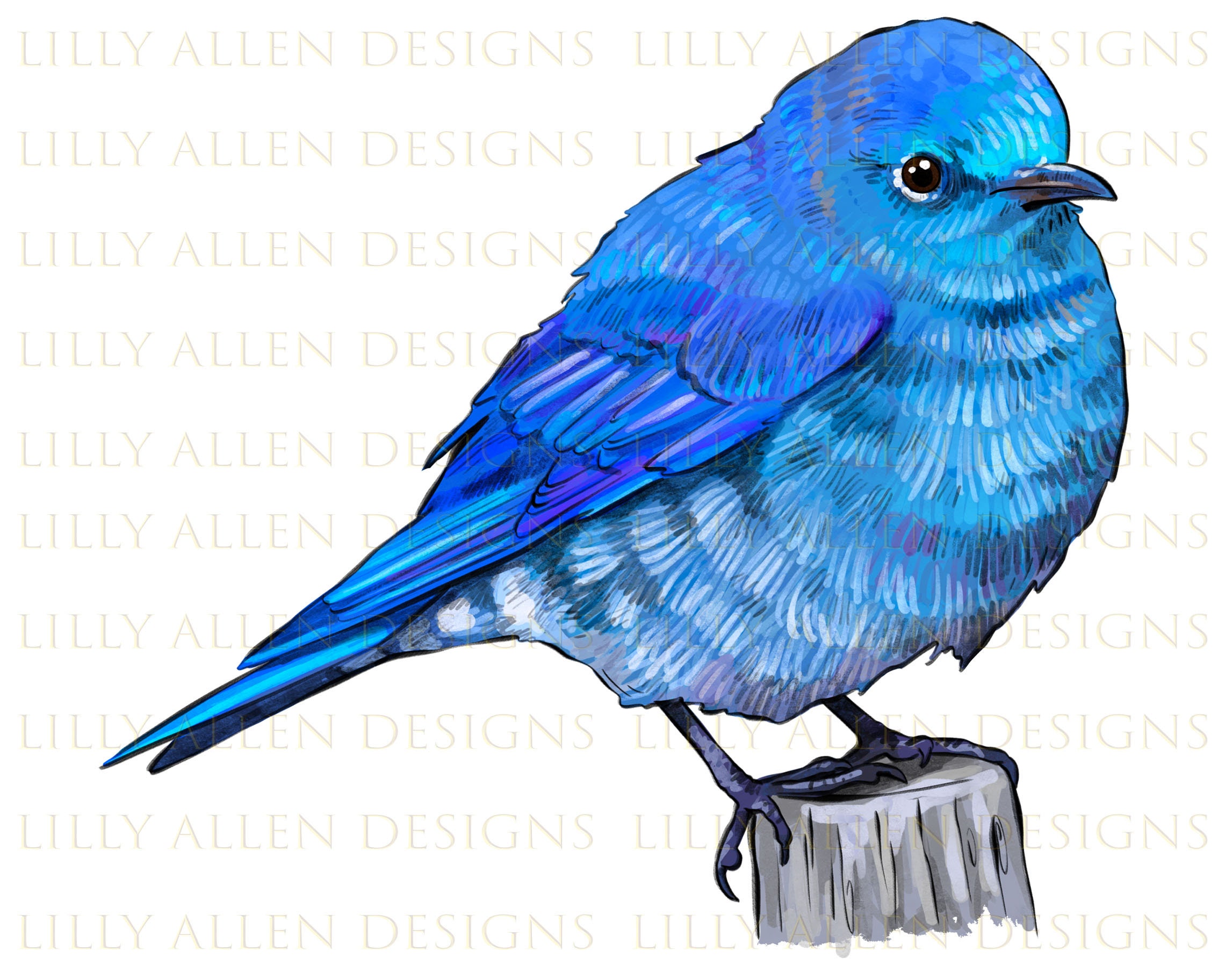 Mountain Bluebird Hd