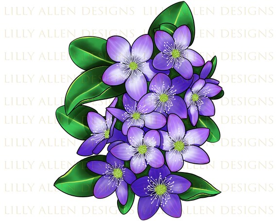 Mayflower Plant Blue