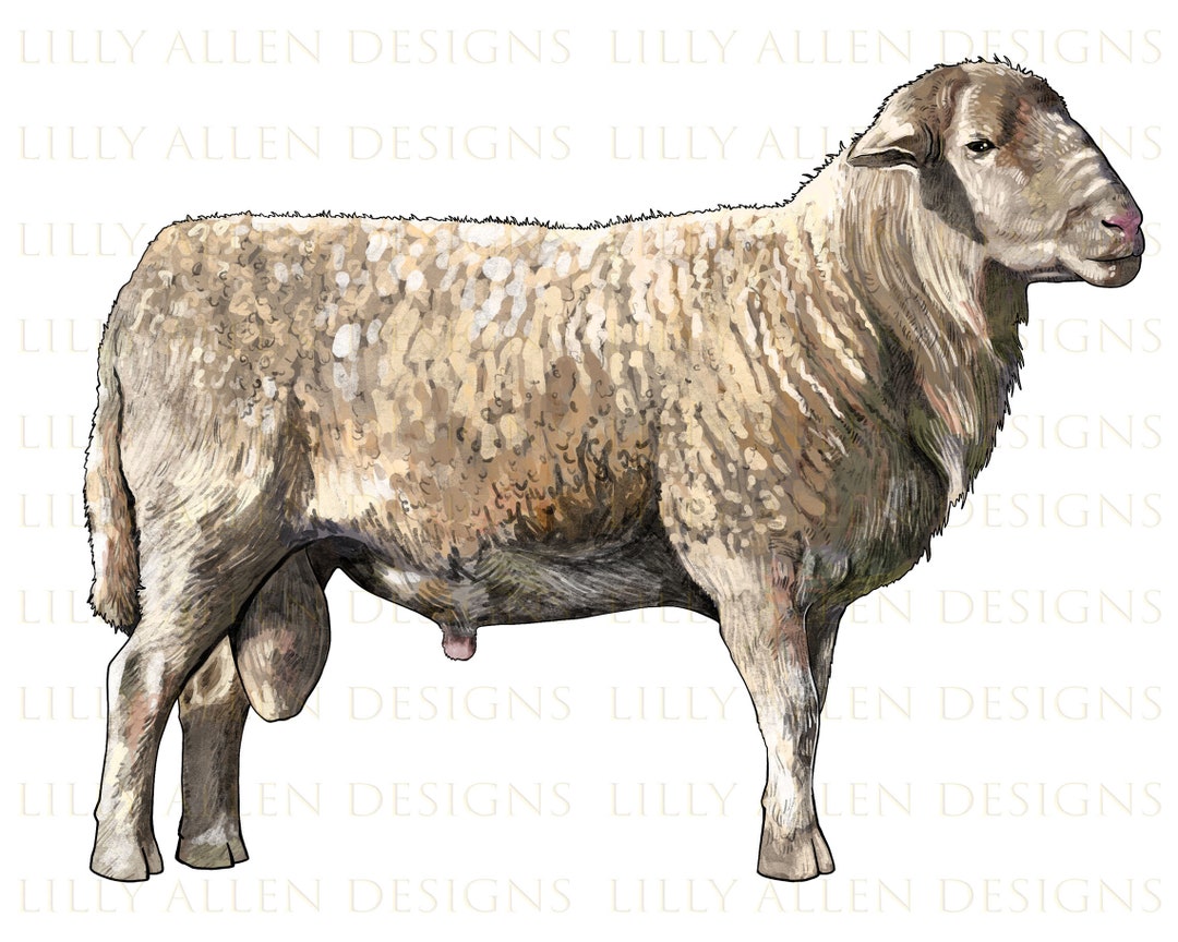 Katahdin Sheep Png, Hand Drawn Katahdin Ram Png, Sheep Png, Ram Png ...