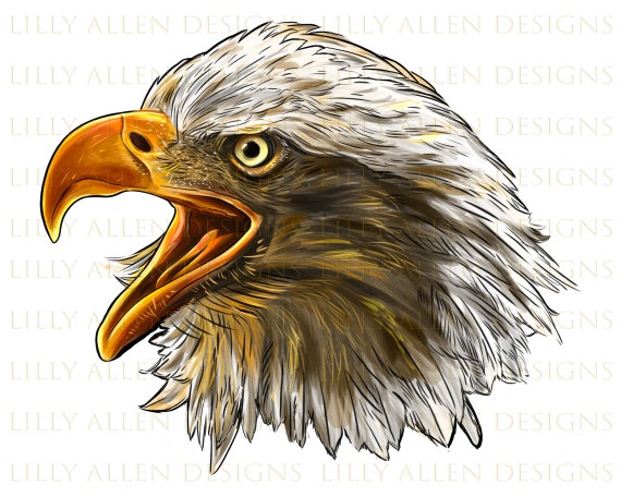 Bald Head Eagle Png Eagle Png Sublimation Design Hand Drawn | Etsy