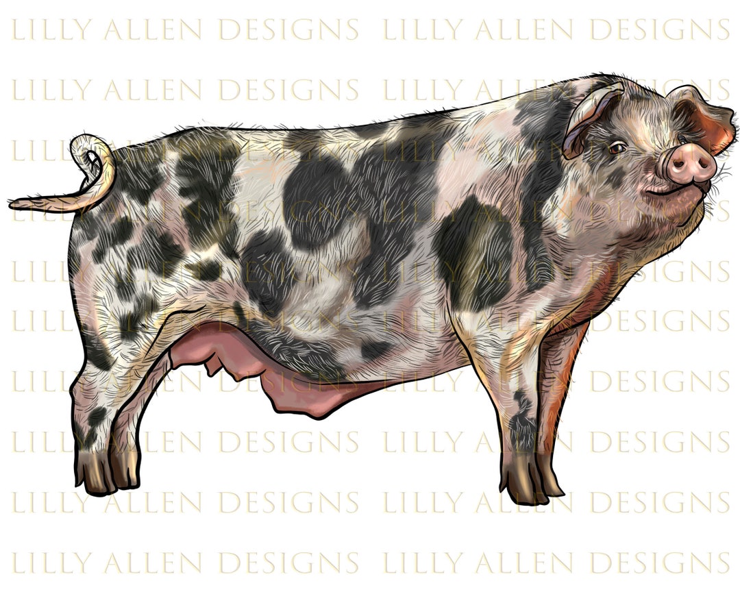 Spotted Pig Png, Pig Png Sublimation Design, Pig Png, Hand Drawn Pig ...