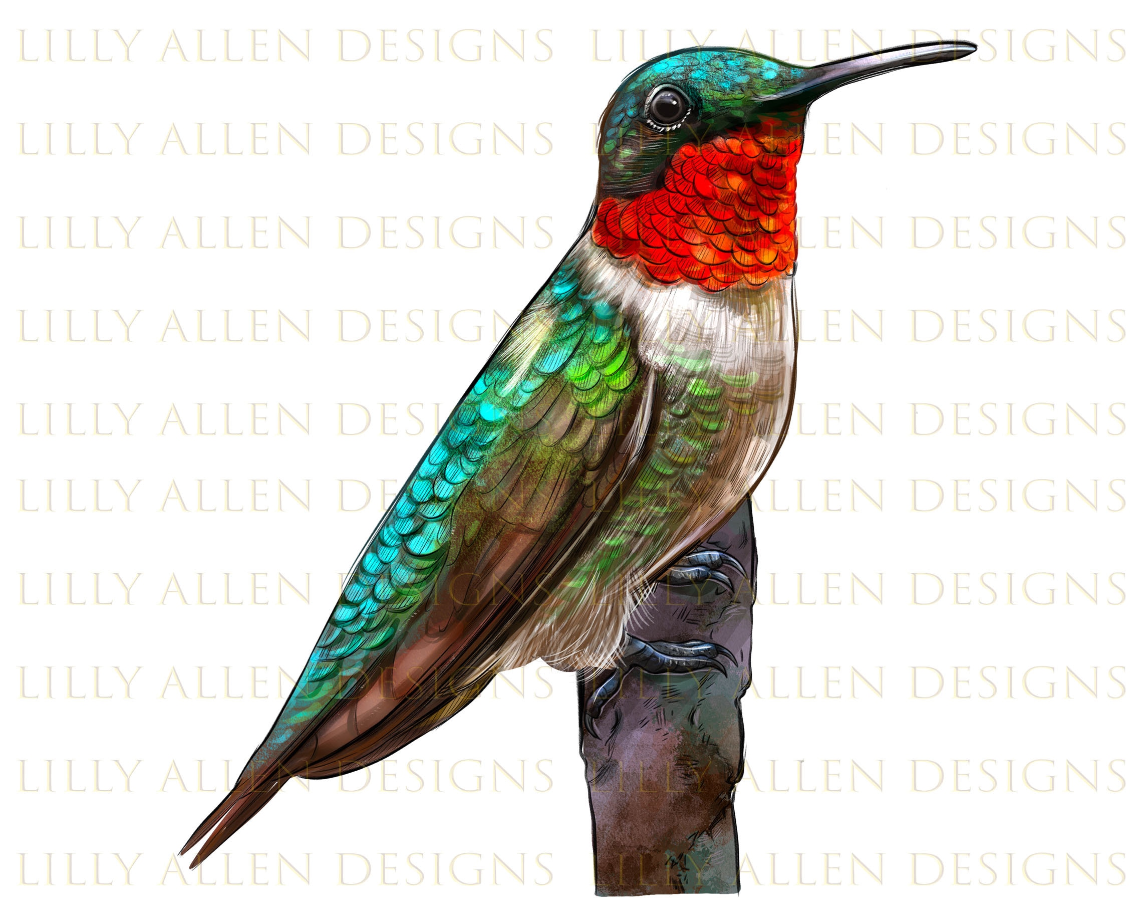 Ruby Throated Hummingbird Clipart