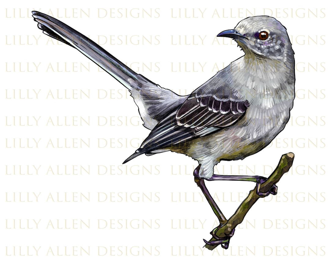 Northern Mockingbird Png Digital Download, Bird Sublimation Png ...