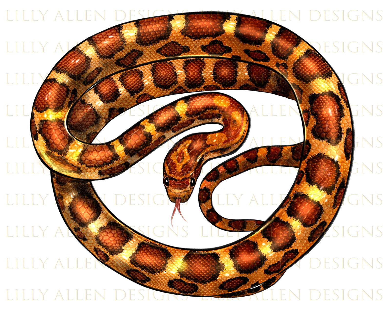 Corn Snake Illustrations Png Digital Download Snake - Etsy